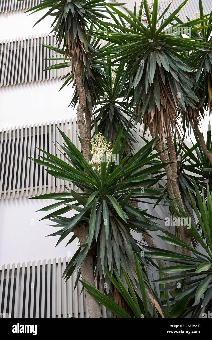 Yucca gigantea in bloom Stock Photo - Alamy