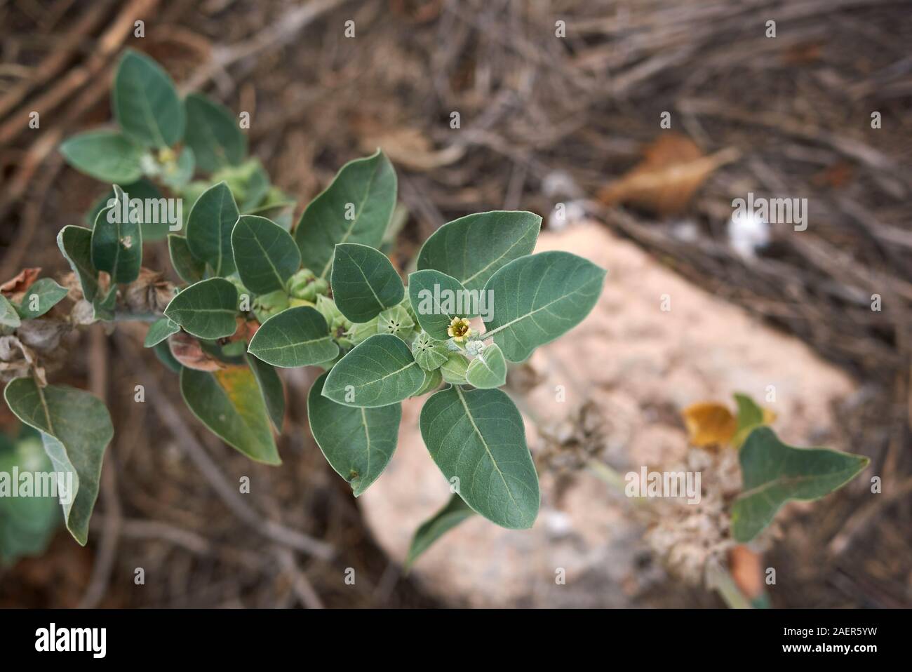 colorful seed pods of Withania somnifera plant Stock Photo - Alamy