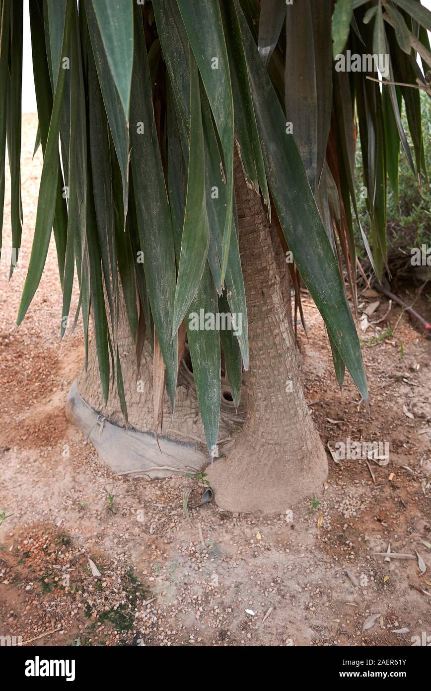 Yucca gigantea in bloom Stock Photo - Alamy