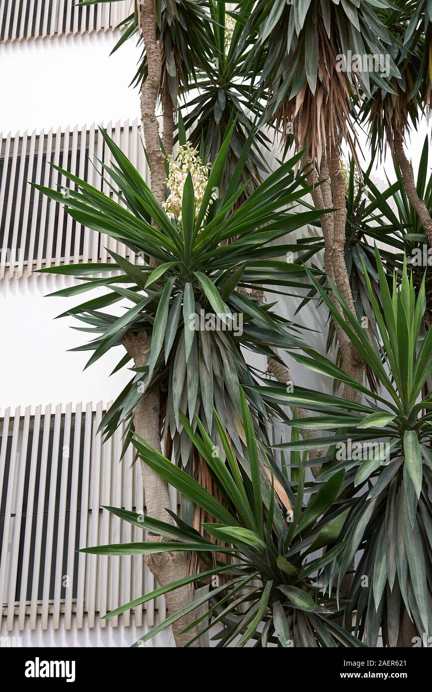 Yucca gigantea in bloom Stock Photo - Alamy