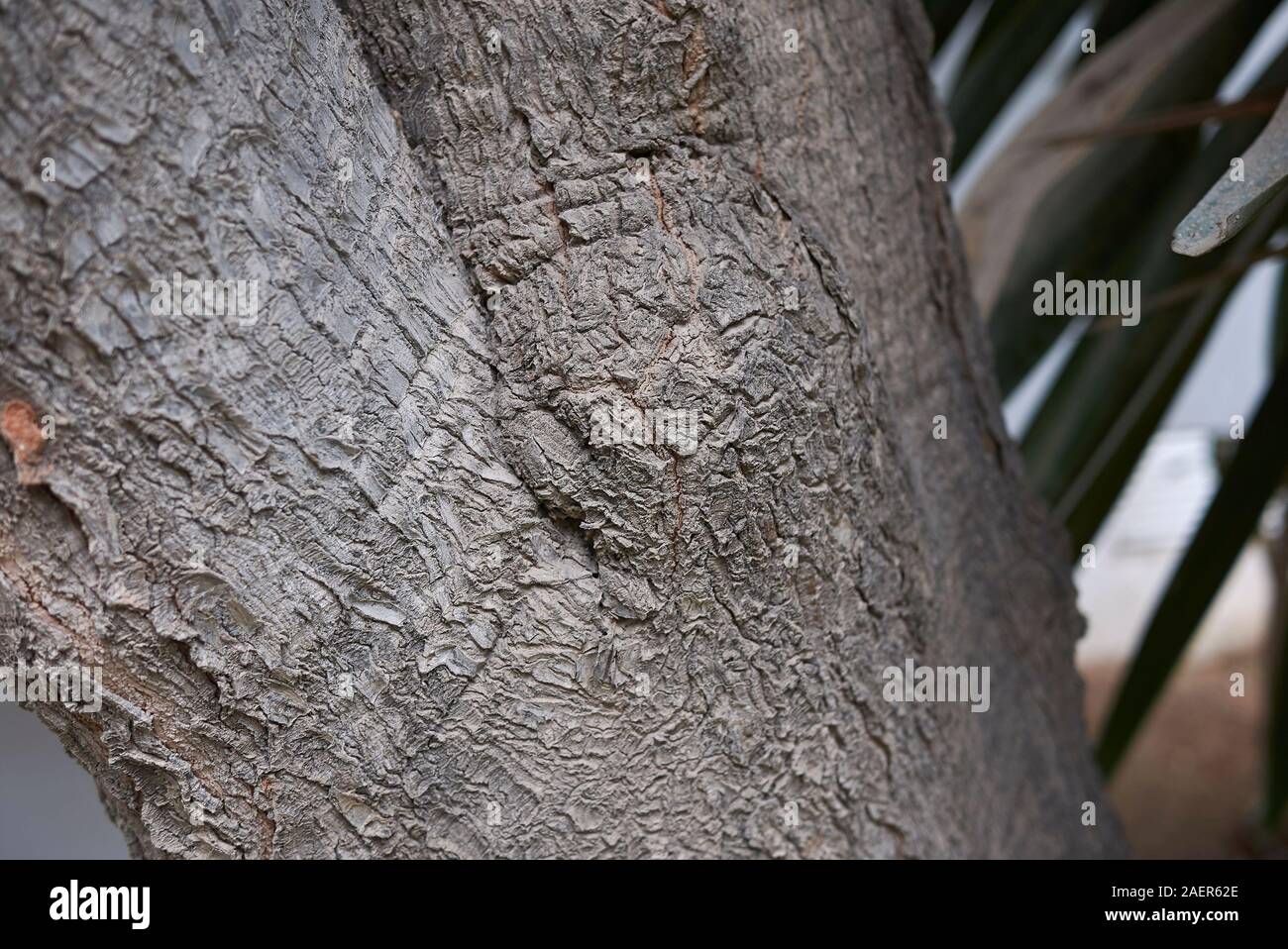 Yucca gigantea in bloom Stock Photo - Alamy
