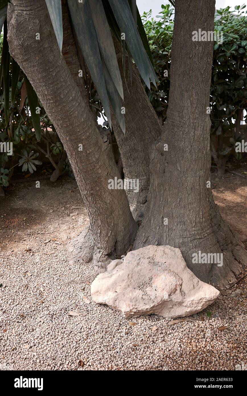 Yucca gigantea in bloom Stock Photo - Alamy