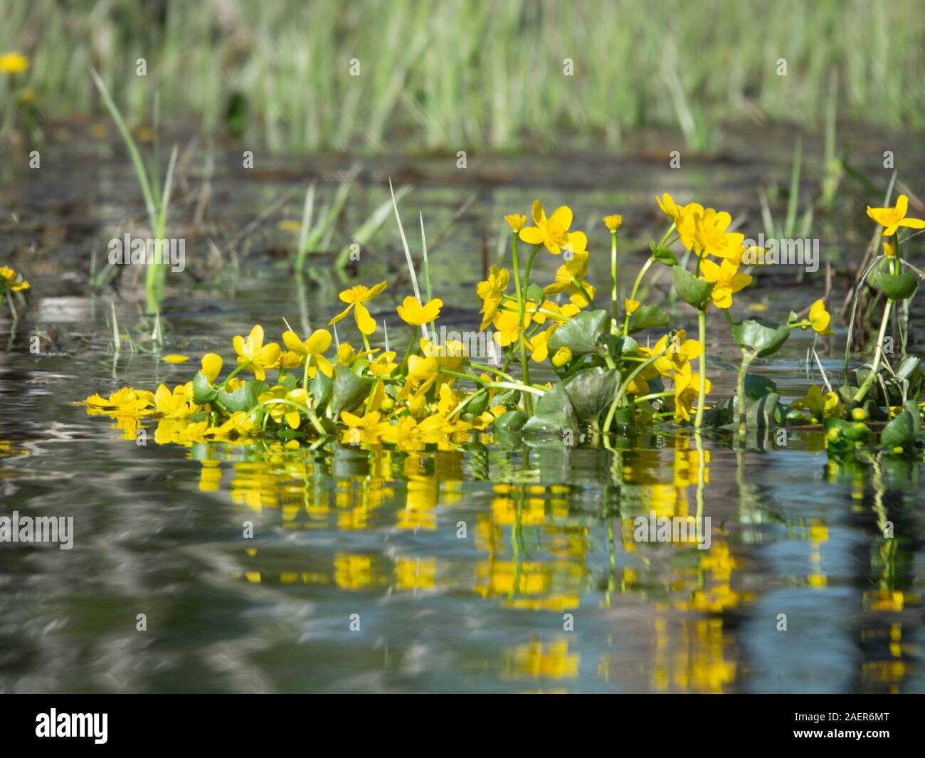 Owland swamps hi-res stock photography and images - Alamy