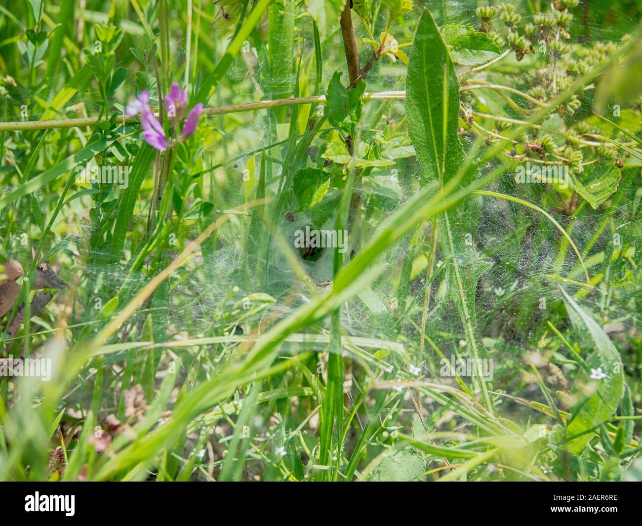 Trap of spider (snare) in a funnel shape from the thick cobwebs, the ...