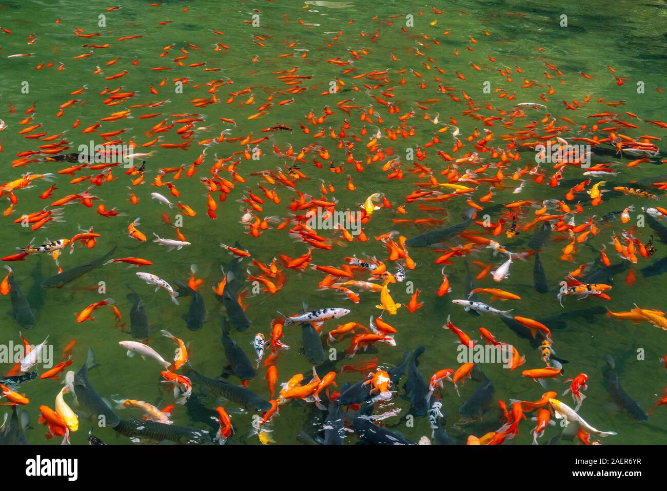 Group of fancy mirror carp fish swimming in the pond Stock Photo - Alamy
