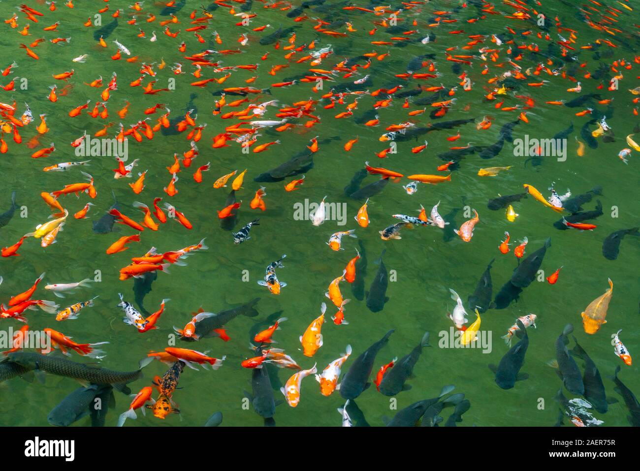 Group of colorful mirror carp fish swimming in the pond Stock Photo - Alamy
