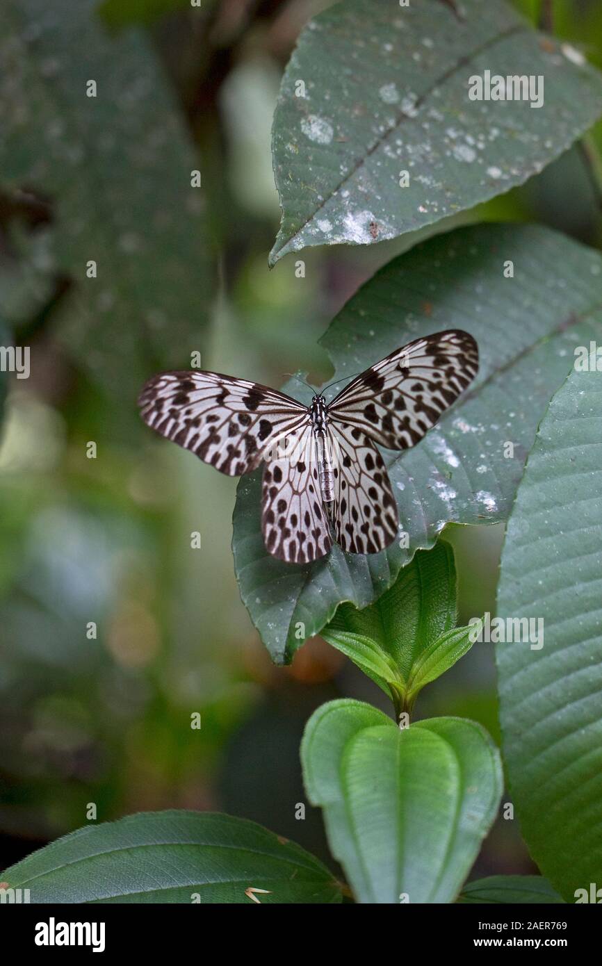 Sri Lanka Tree Nymph (Idea iasonia Stock Photo - Alamy