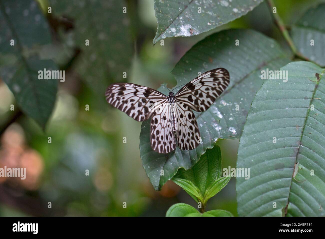 Sri lankan tree nymph hi-res stock photography and images - Alamy