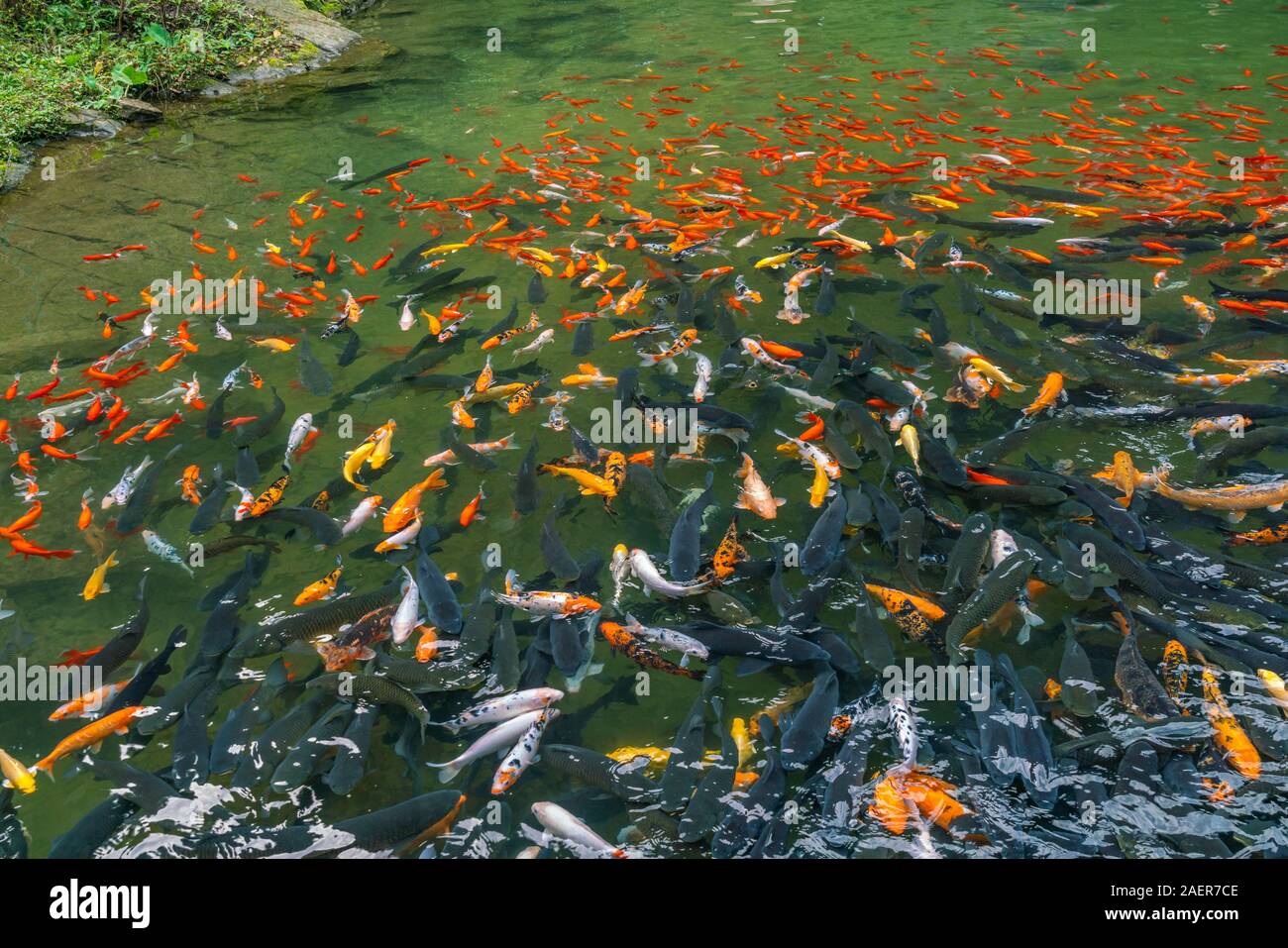 Large group of carp koi fish swimming in the pond Stock Photo - Alamy
