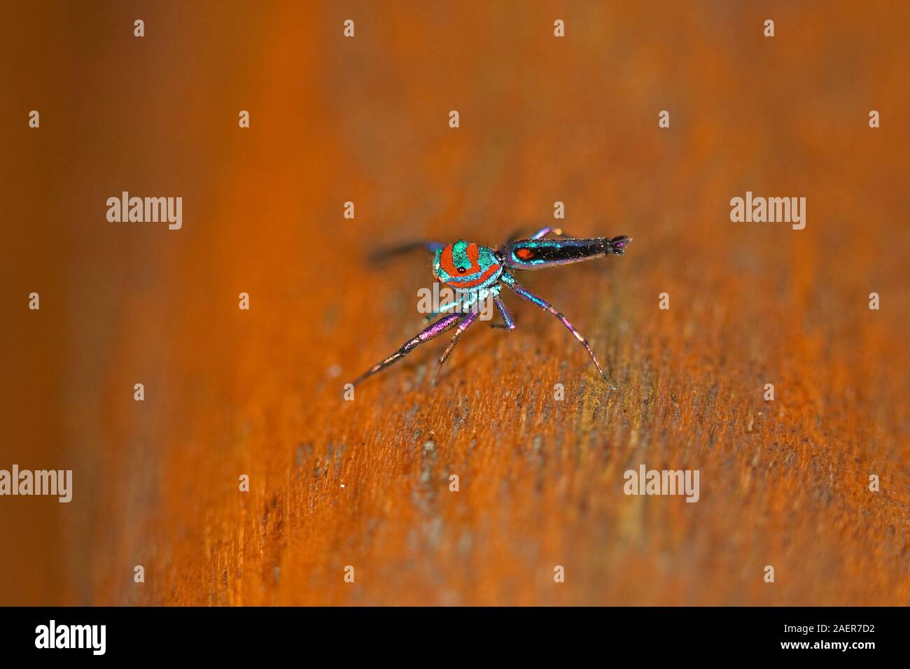 Chrysilla spider hi-res stock photography and images - Alamy