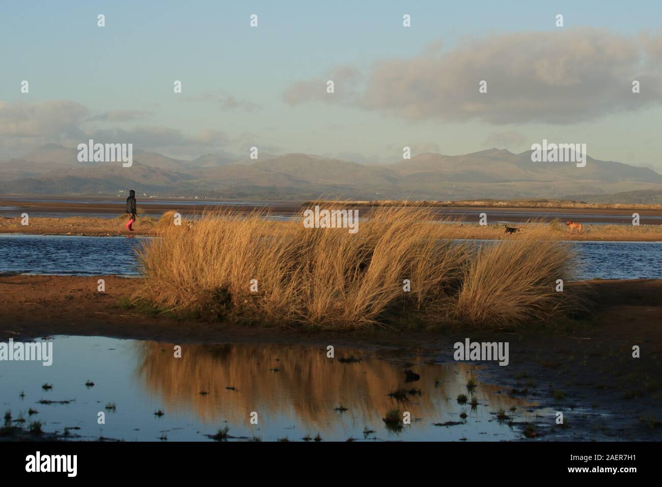UK Sandscale Haws National Nature Reserve, Roanhead, Cumbria, uk Stock ...