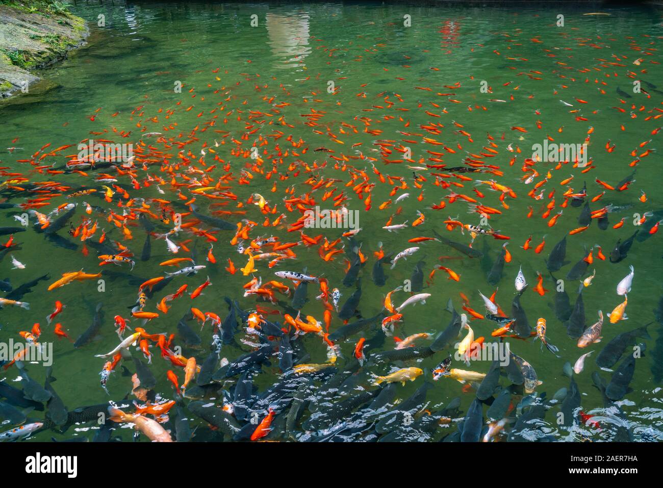 Crowded group of mirror carp fish swimming in the pond Stock Photo - Alamy