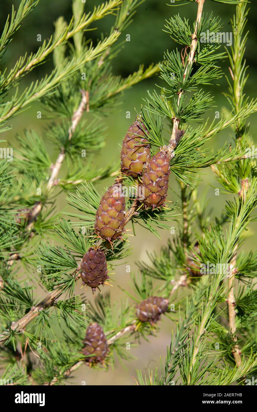 Cedar cone hi-res stock photography and images - Alamy