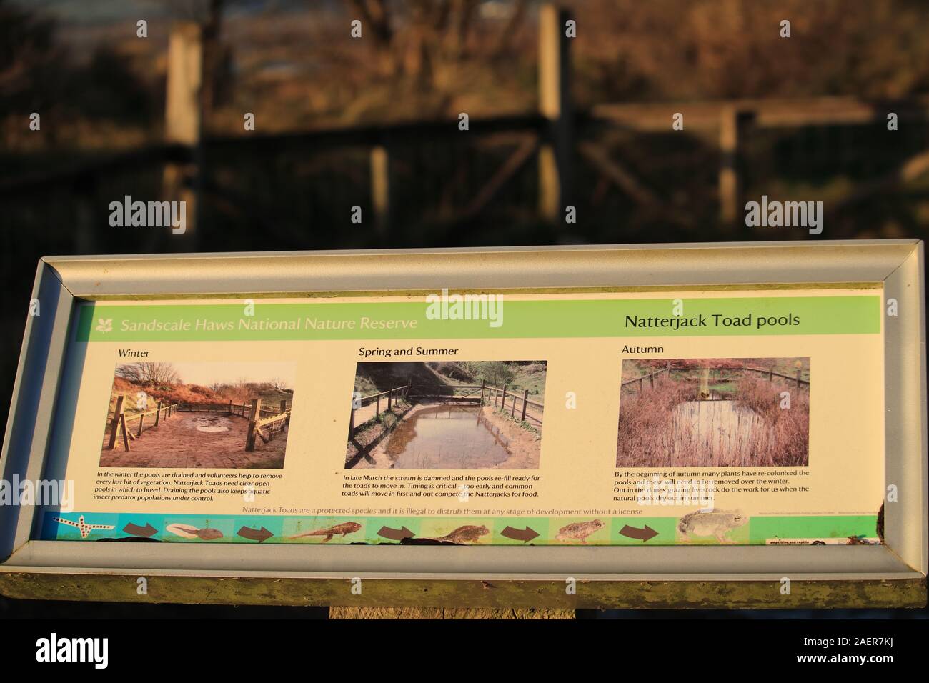 Sandscale haws and natterjack toads hi-res stock photography and images ...