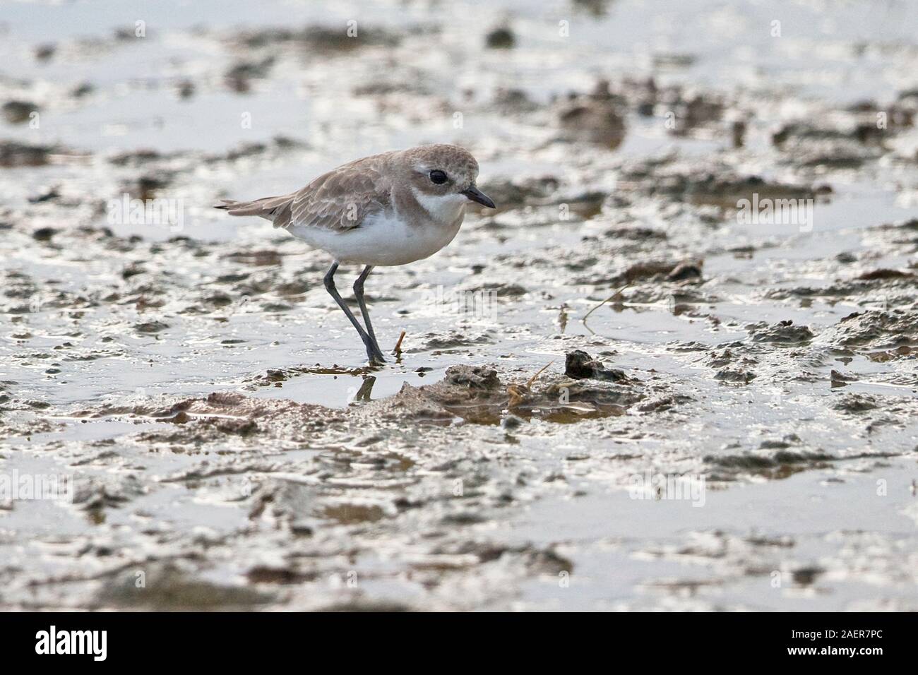 Lesser oriental plover hi-res stock photography and images - Alamy