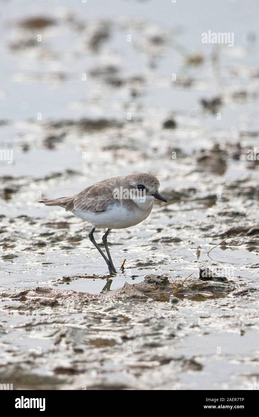Lesser Sand Plover (Charadrius mongolus Stock Photo - Alamy