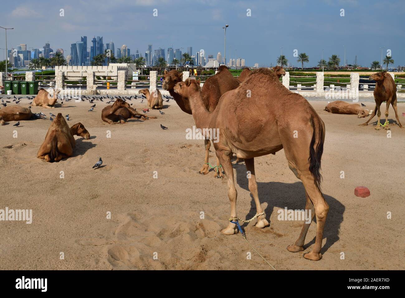 Camels in Camel Souq, Waqif Souq in Doha, Qatar Stock Photo - Alamy Camels in Camel Souq, Waqif Souq in Doha, Qatar Stock Photo - Alamy