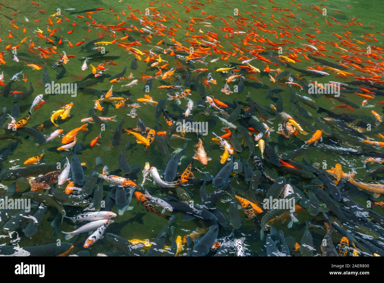 Large group of colorful koi fish swimming in the pool Stock Photo - Alamy