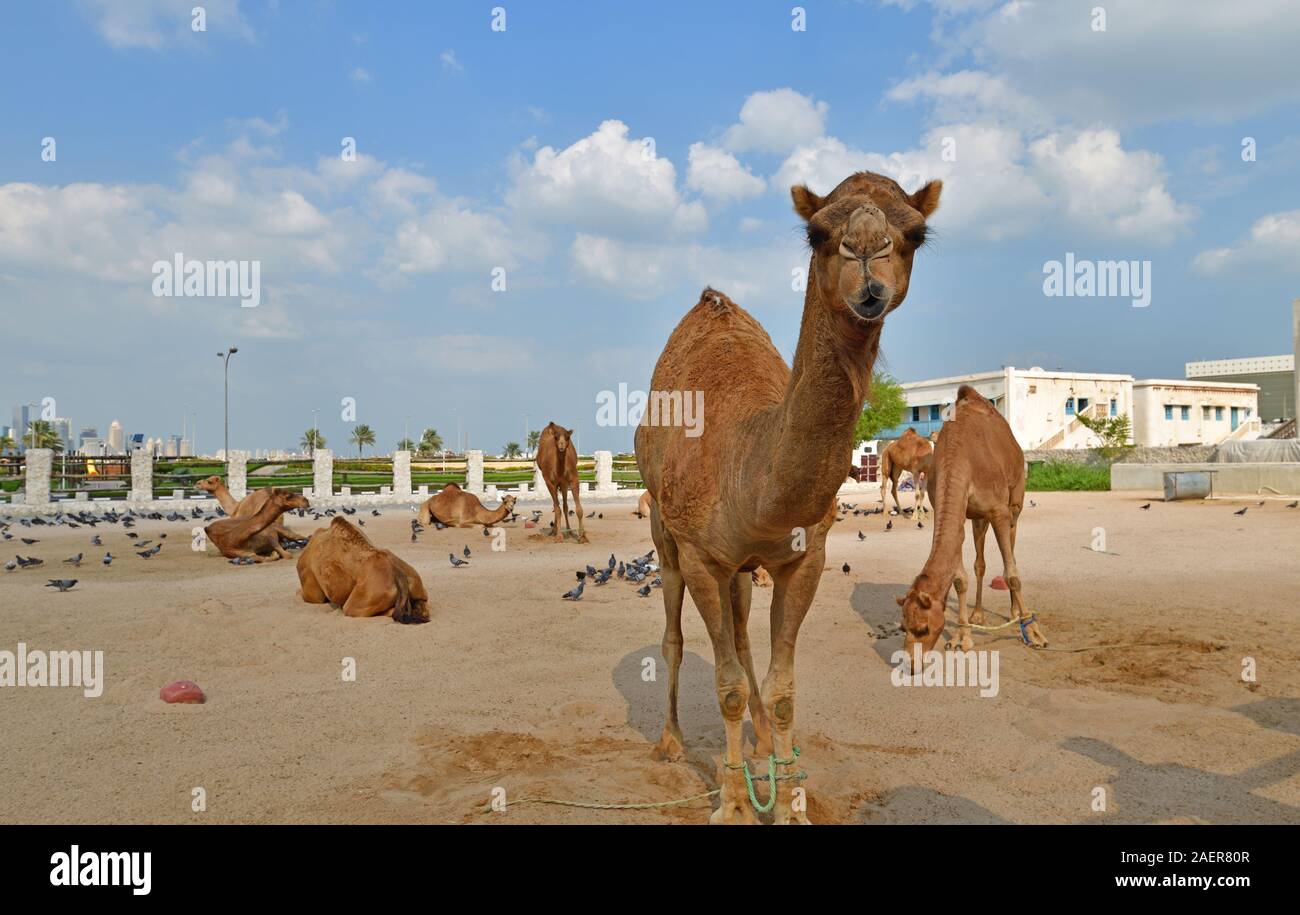 Camels in Camel Souq, Waqif Souq in Doha, Qatar Stock Photo - Alamy Camels in Camel Souq, Waqif Souq in Doha, Qatar Stock Photo - Alamy