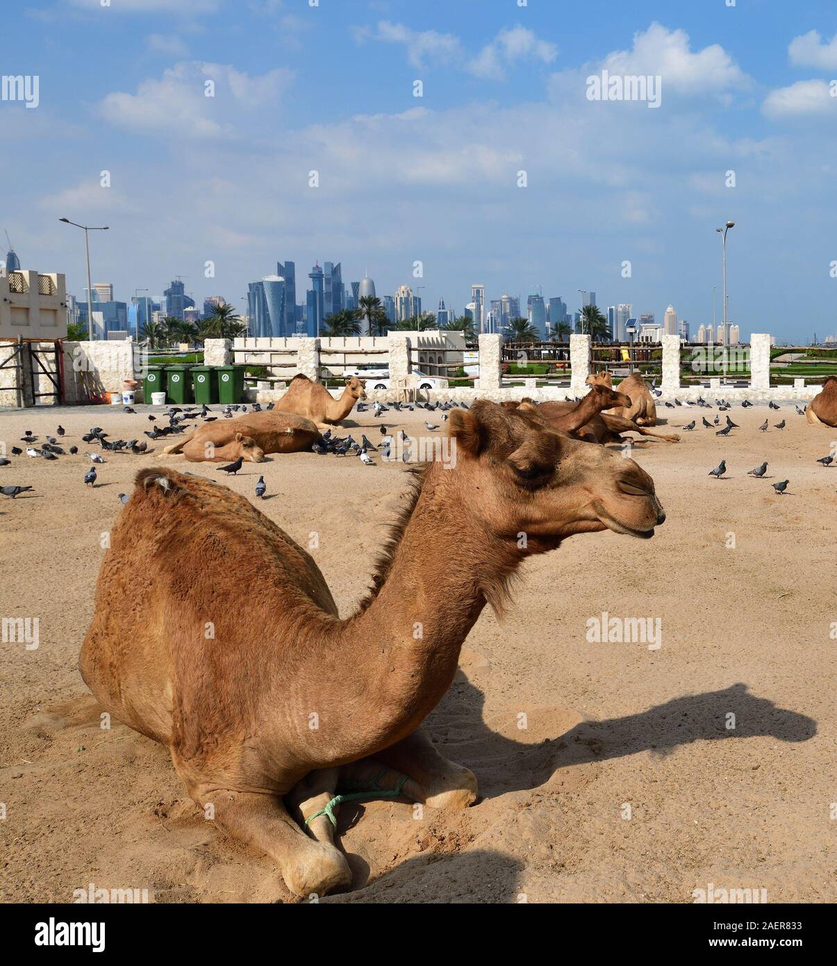 Camels in Camel Souq and Waqif Souq in Doha, Qatar Stock Photo - Alamy