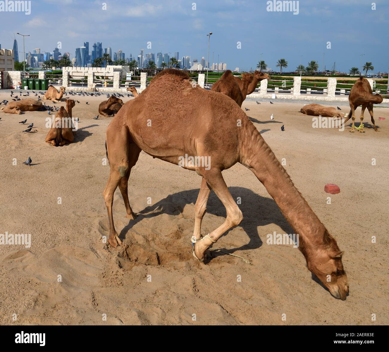 Camels in Camel Souq and Waqif Souq in Doha, Qatar Stock Photo - Alamy