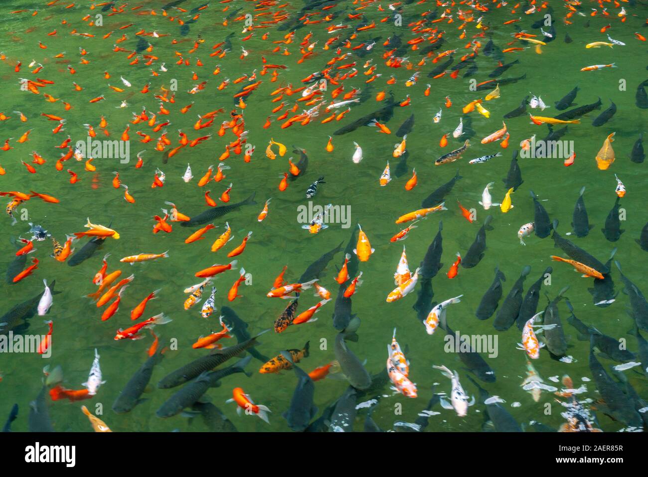 Koi fish group swimming on hi-res stock photography and images - Alamy