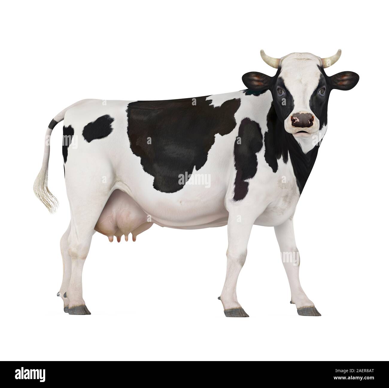 Friesian Dairy Cow Cut Out Stock Images & Pictures - Alamy