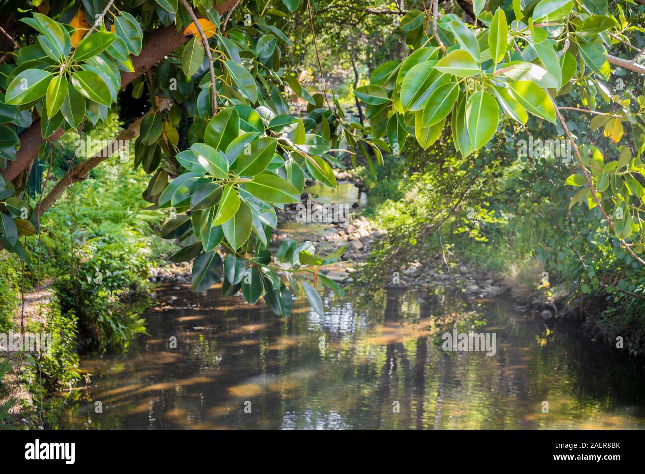 A small beautiful natural river in the streets of Cape Town, South ...