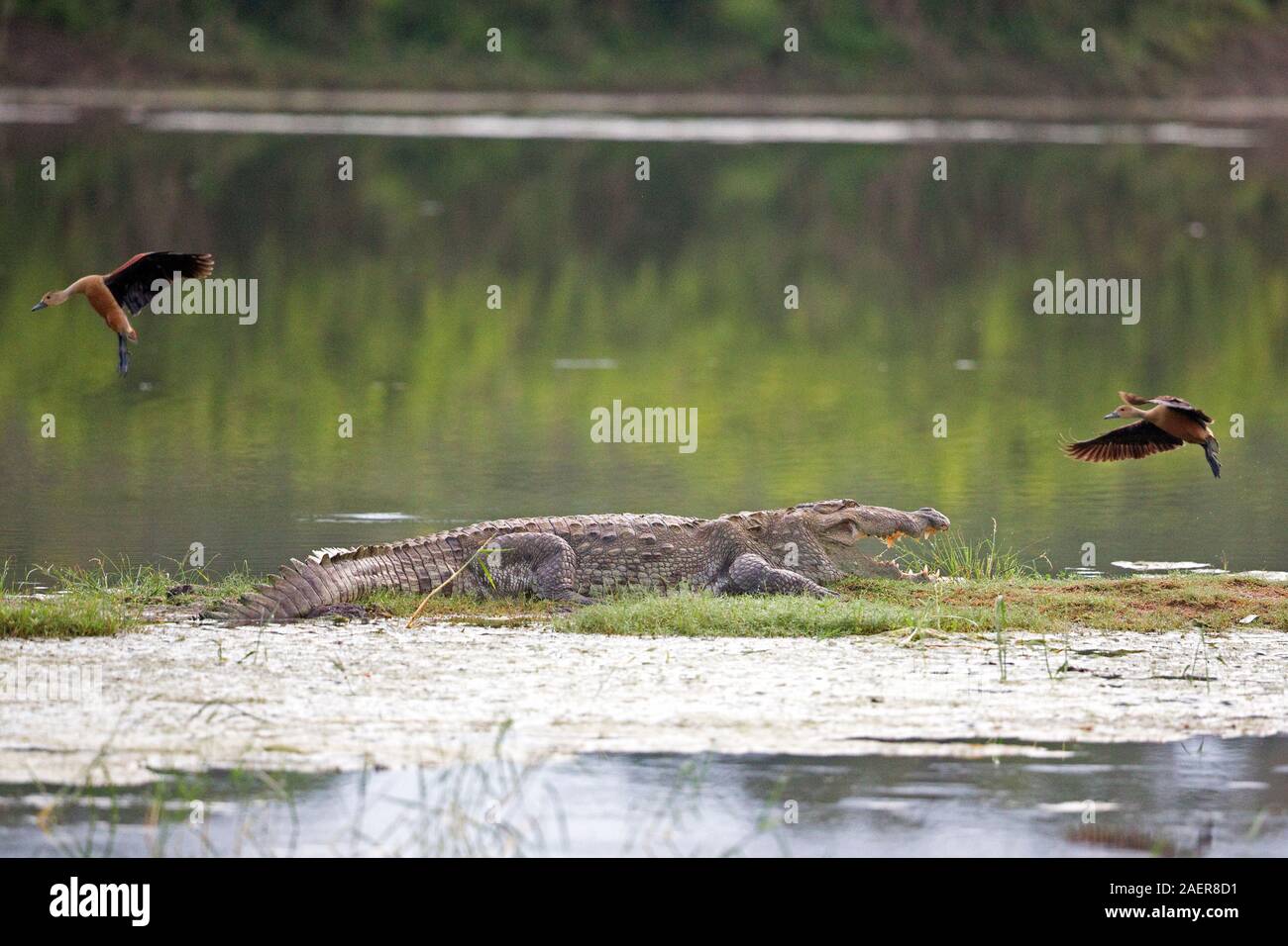 Crocodylus palustris bird hi-res stock photography and images - Alamy