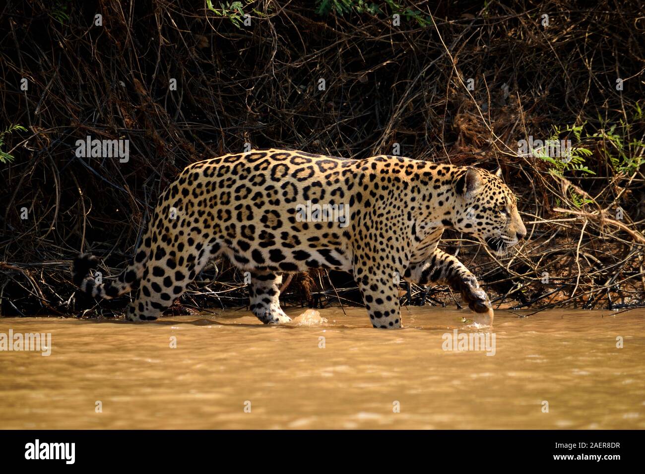 Jaguar female on Rio Cuiaba riverbank, Porto Jofre, Brazil Stock Photo ...