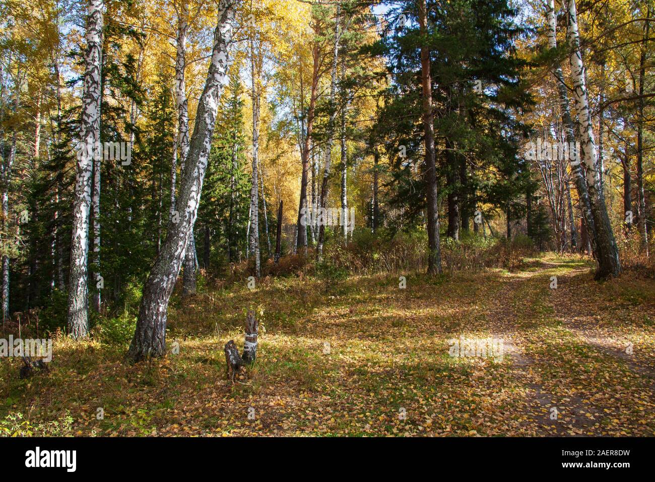 Russia siberia birch birch tree hi-res stock photography and images - Alamy