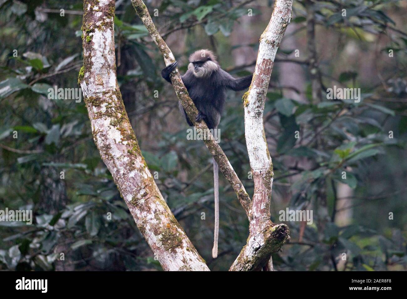 Purple-faced Langur (Trachypithecus vetulus vetulus Stock Photo - Alamy