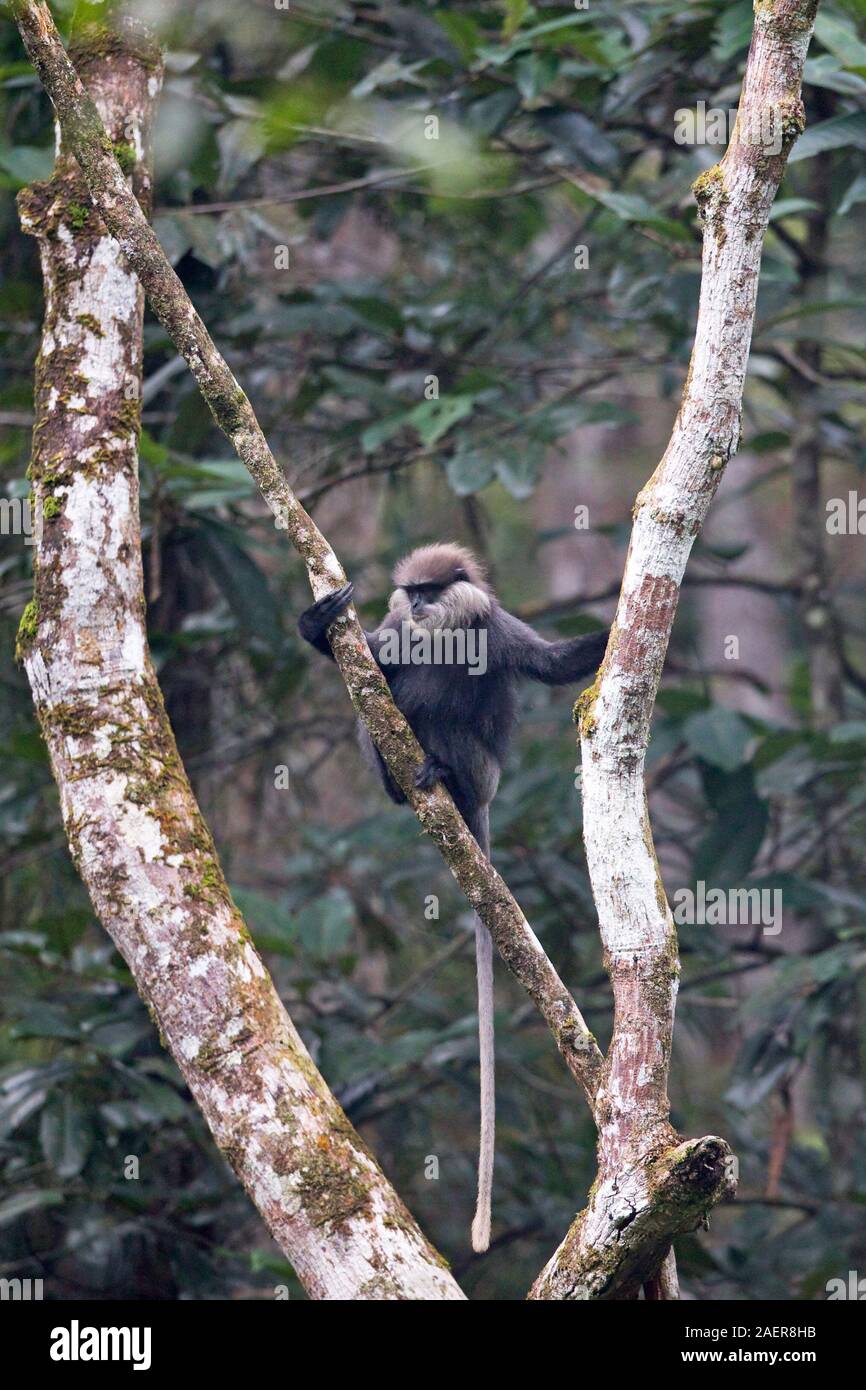 Purple-faced Langur (Trachypithecus vetulus vetulus Stock Photo - Alamy