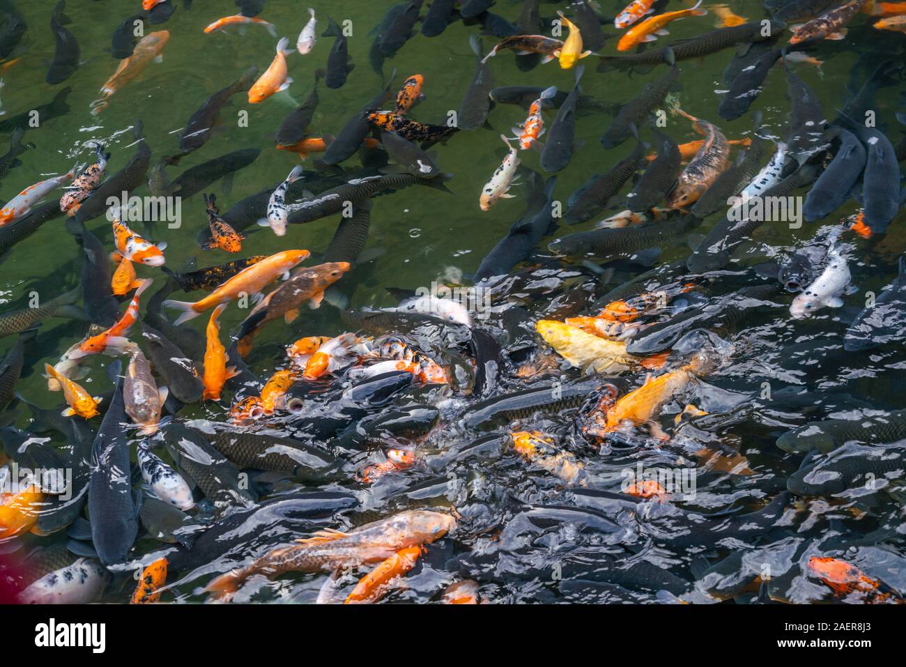 Group fancy carp underwater hi-res stock photography and images - Alamy