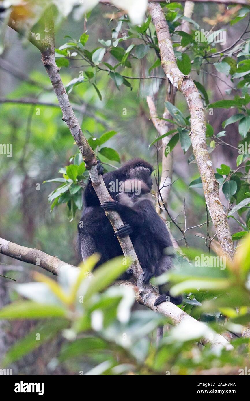 Purple-faced Langur (Trachypithecus vetulus vetulus Stock Photo - Alamy