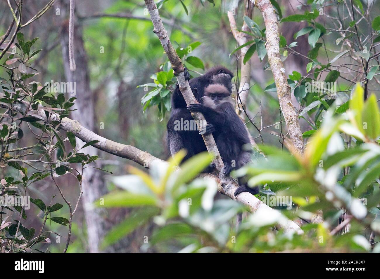 Sri lankan purple faced langur hi-res stock photography and images - Alamy