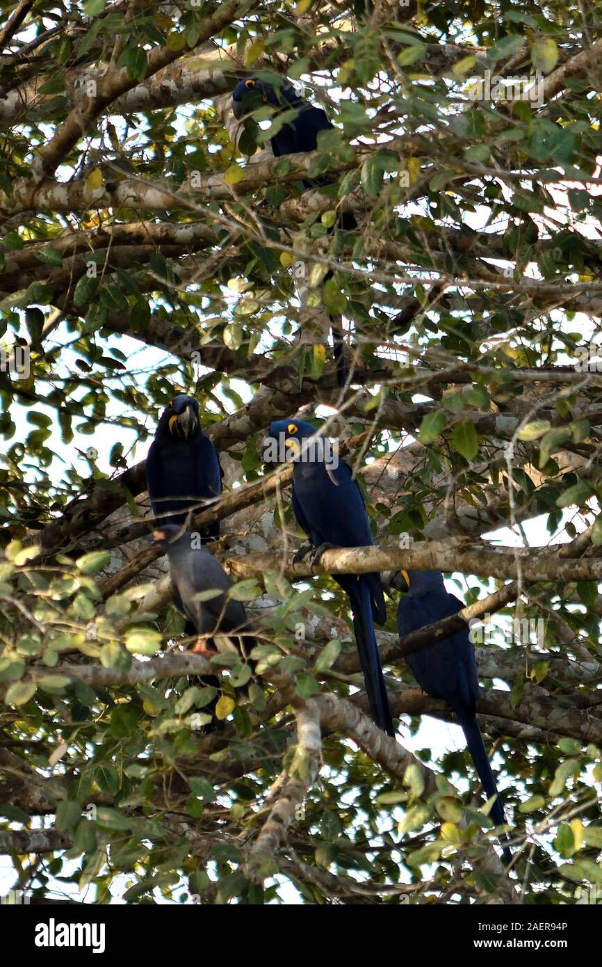 Hyacinth macaw on Rio Cuiaba, Pantanal, Brazil Stock Photo - Alamy