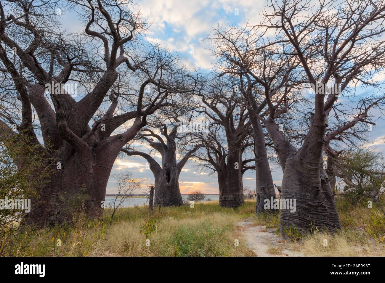 Baines Baobab trees Stock Photo - Alamy