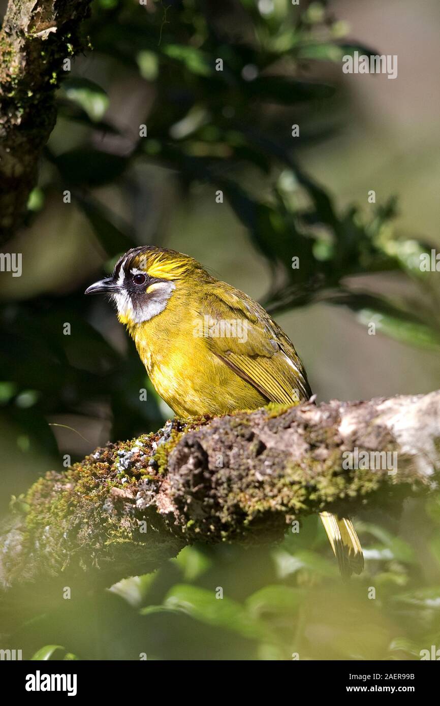 Yellow-eared Bulbul (Pycnonotus penicillatus Stock Photo - Alamy