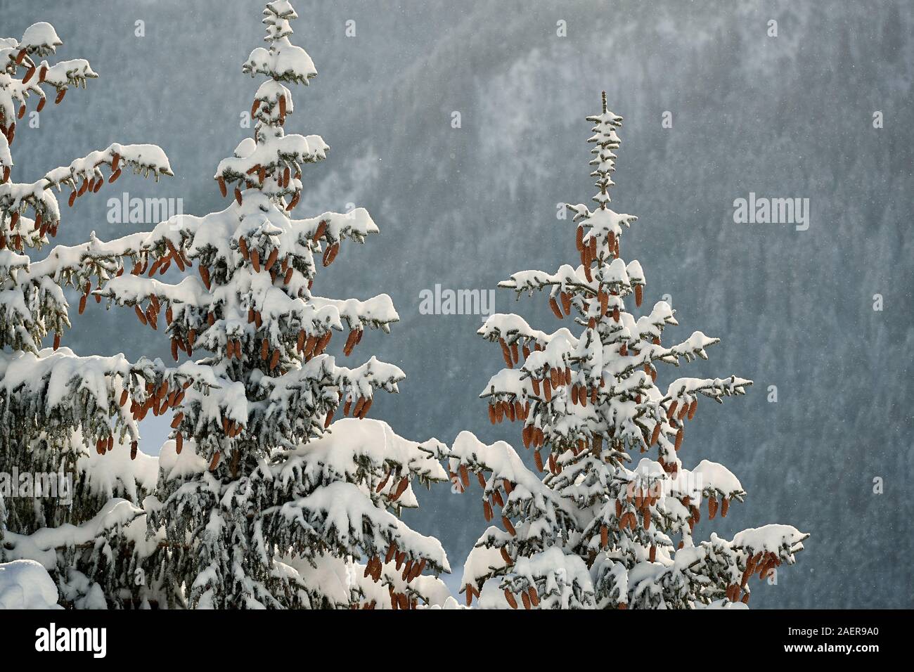 Winter Landscape with Trees, Falling Snow Stock Photo - Alamy