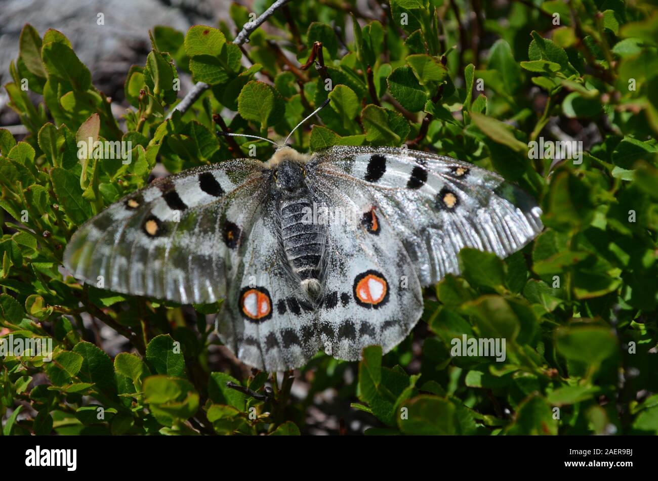 Endangered Apollo butterfly in the Sierra de la Demanda range, La Rioja ...