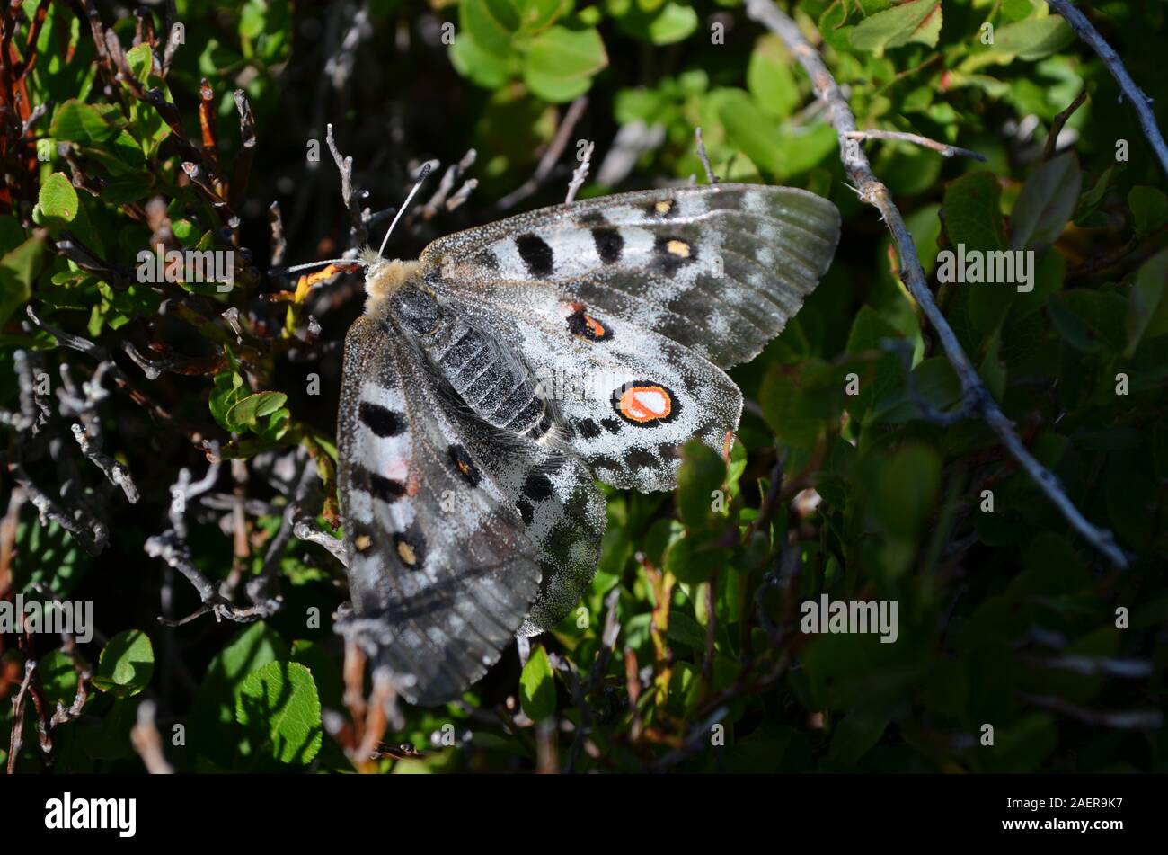 Endangered Apollo butterfly in the Sierra de la Demanda range, La Rioja ...