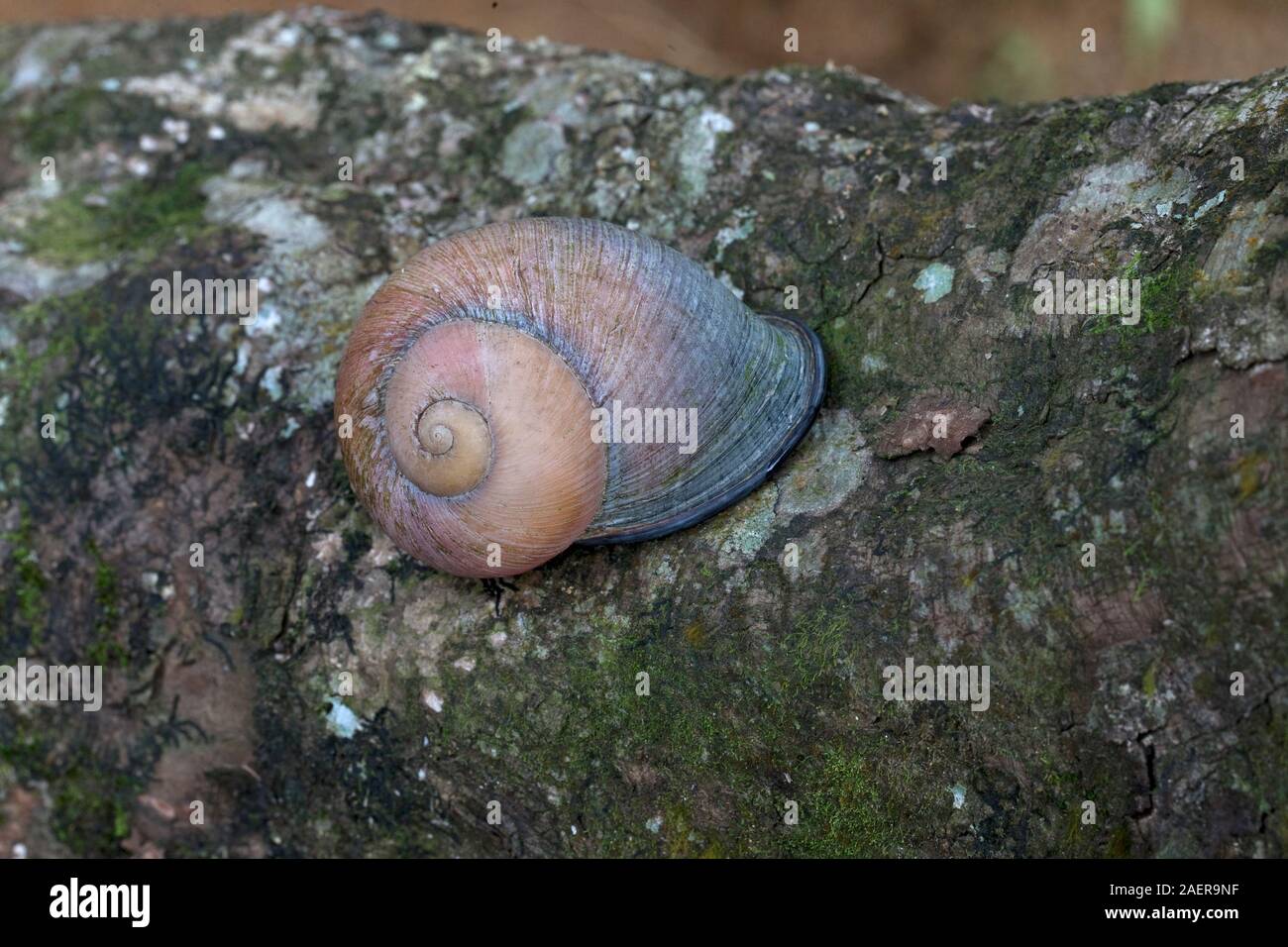 Snail species (Acavus phoenix Stock Photo - Alamy