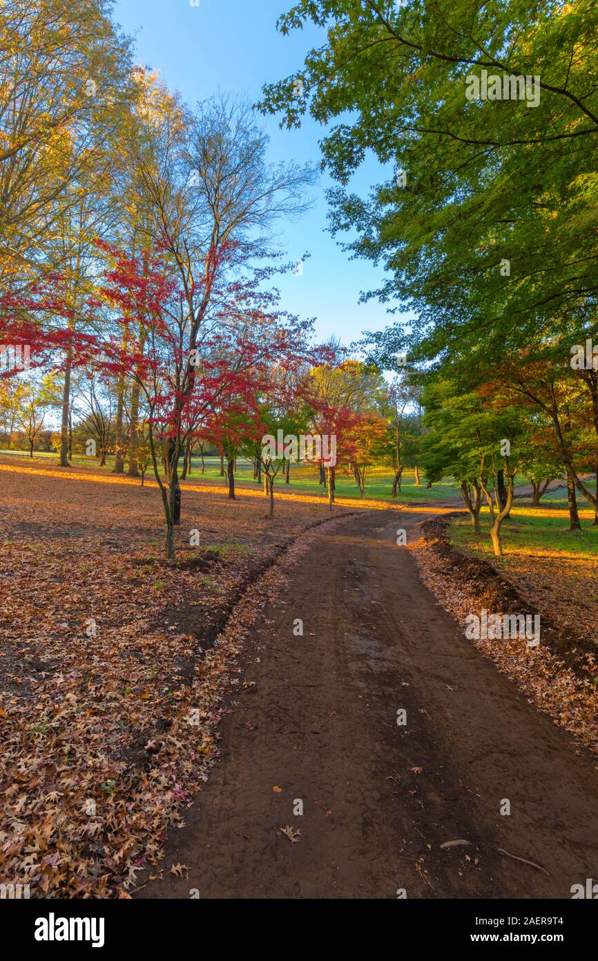 Autumn coloured trees Stock Photo - Alamy
