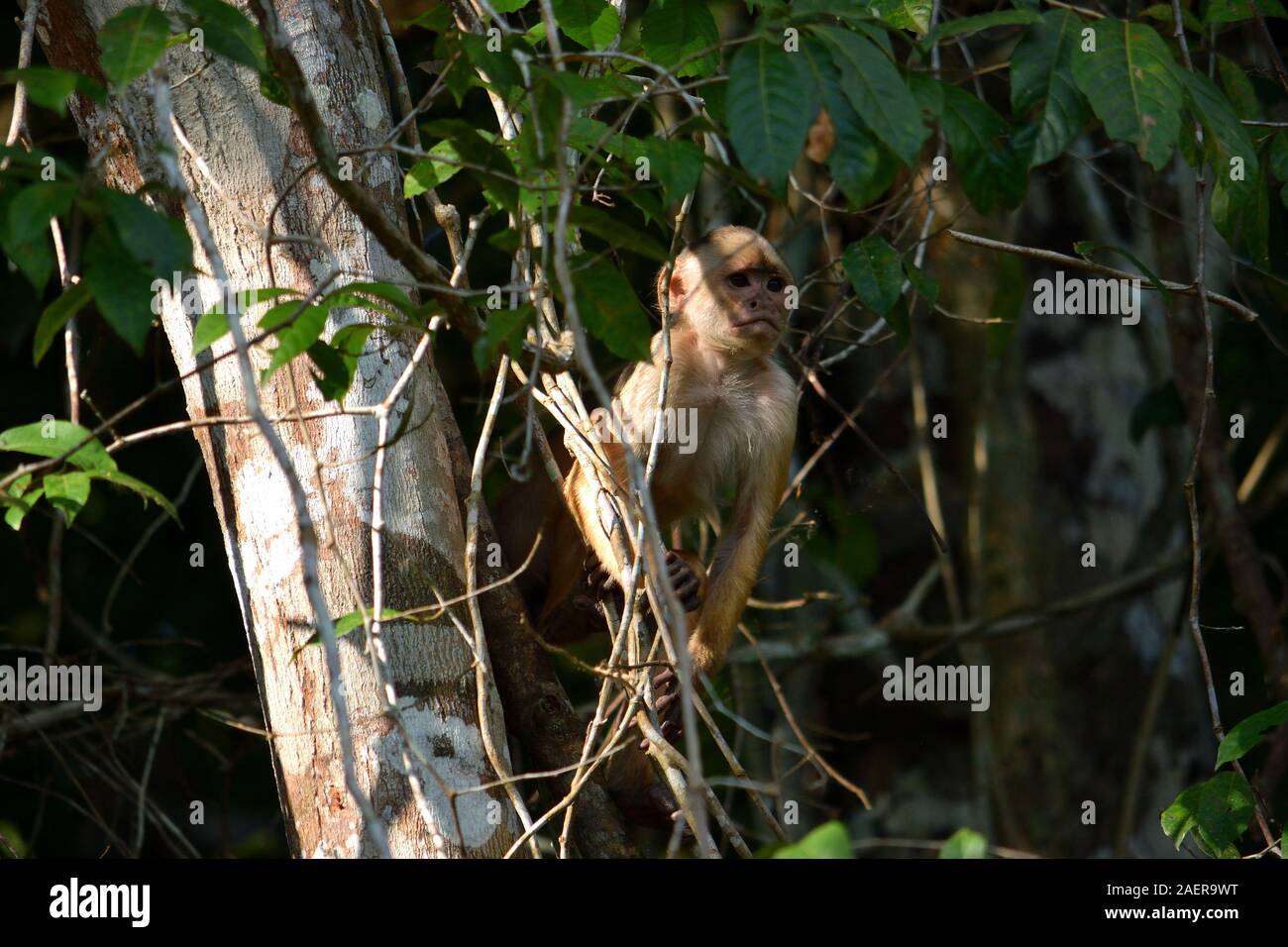 Capuchin bird hi-res stock photography and images - Alamy