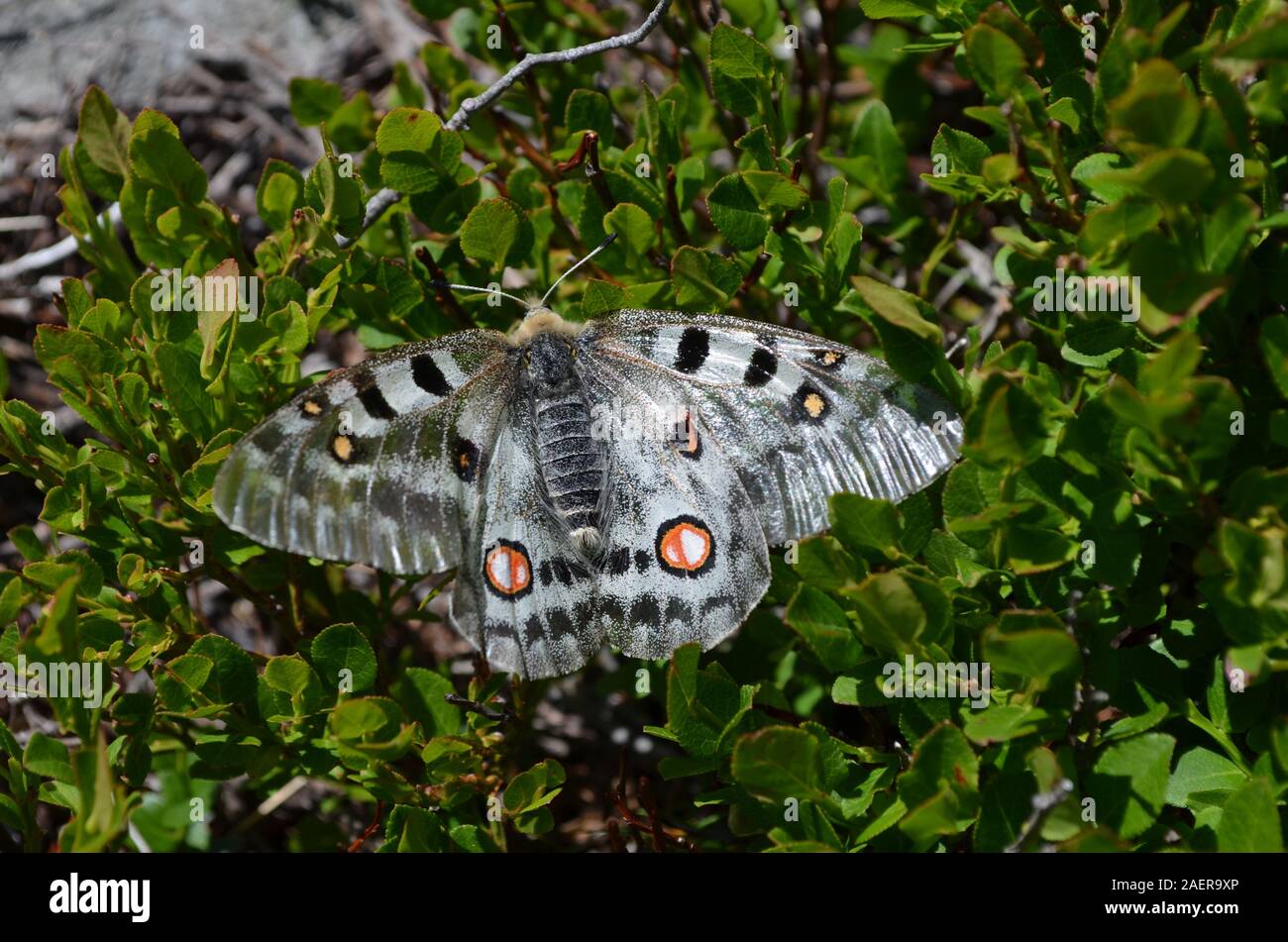 Parnassius apollo spain hi-res stock photography and images - Alamy