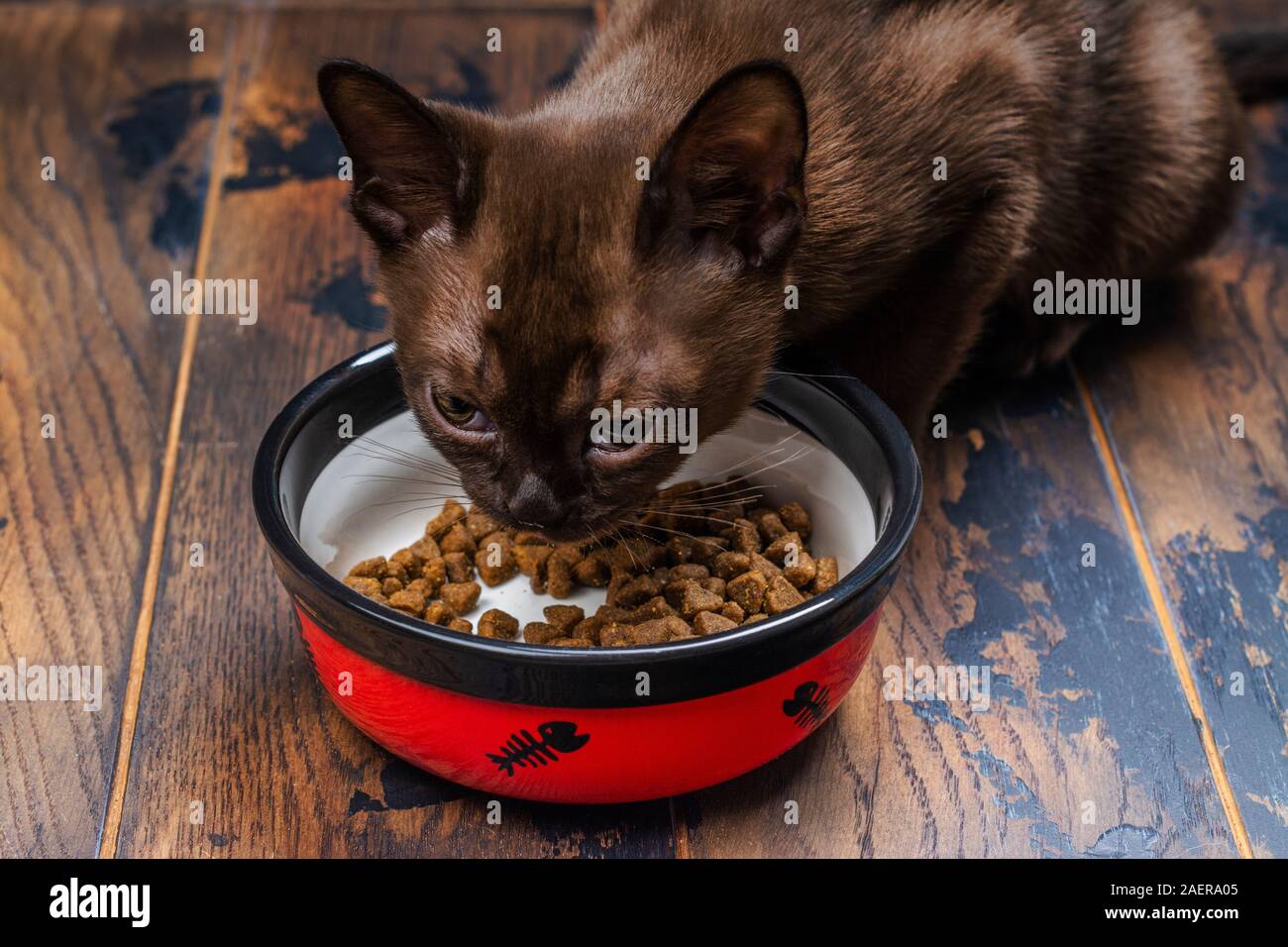 Cute kitten eating pet's granules Stock Photo - Alamy