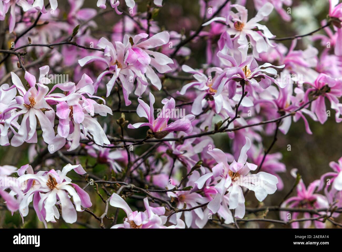 Pink Magnolia stellata Rosea Stock Photo - Alamy