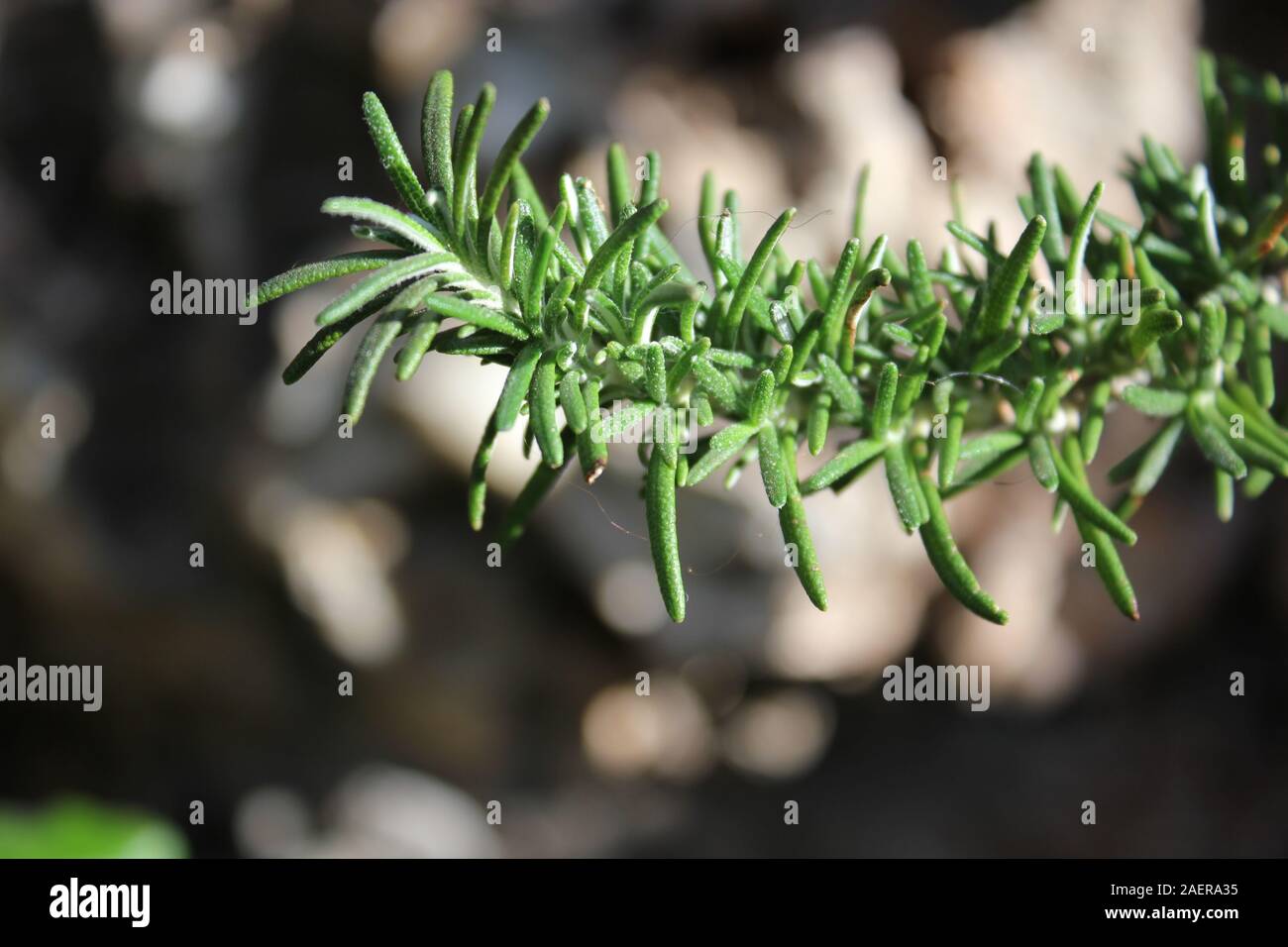 Fresh fragrant rosemary herb plant, Salvia rosmarinus Stock Photo - Alamy