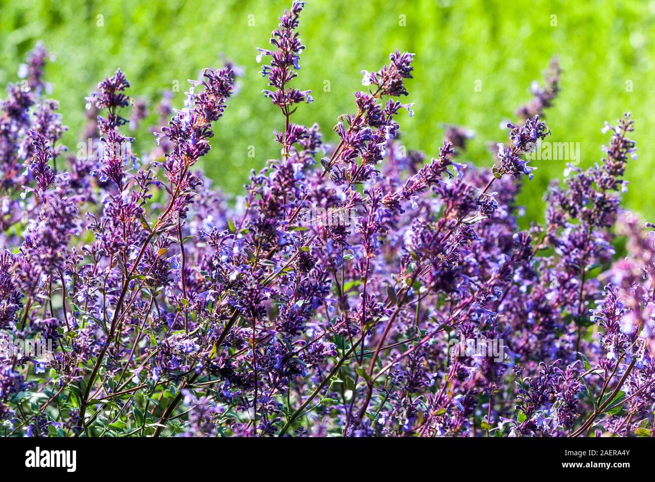 Blue nepeta hi-res stock photography and images - Alamy